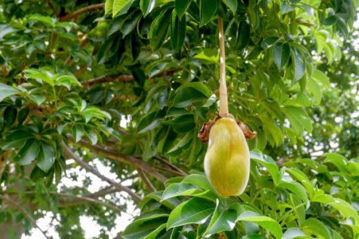 Fruit de Baobab : Vertus du Pain de Singe